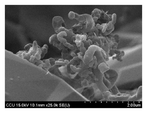 Cross Sectional Morphology Of The Carbon Nanotube Graphene Composite Download Scientific