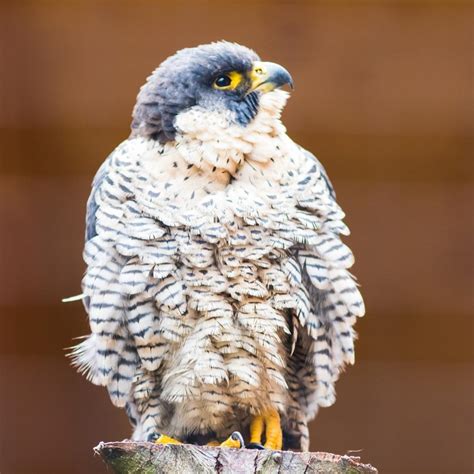 This Falcons Remarkable Revival Flora And Fauna