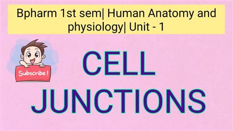Cell Junctions Youtube