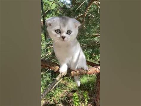 Самый милый Котенок, милый котик, котята, кошки, Cat, funny Cats #cute ...