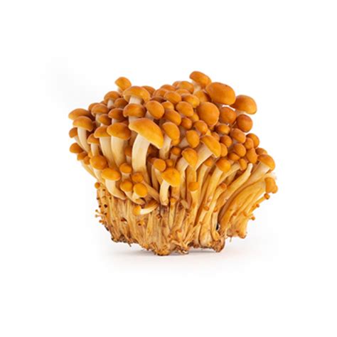 Enoki Golden 200 G Exotic King