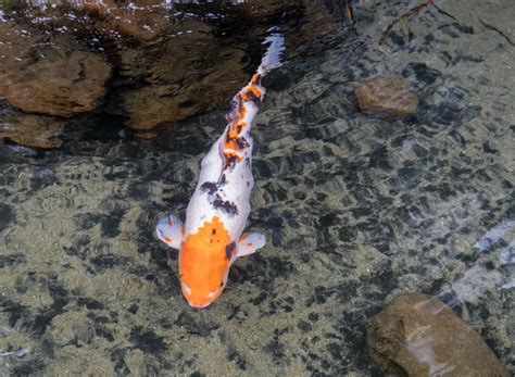 Pond Fish Types
