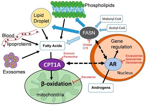 Lipid Metabolism And Endocrine Resistance In Prostate Cancer And New Opportunities For Therapy