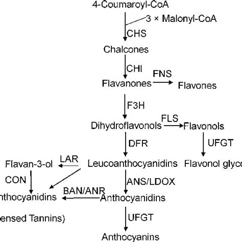 Simplified Representation Of The Anthocyanin Biosynthetic Pathway CHS