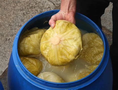 Kako Napraviti Domaći Kiseli Kupus 01portal