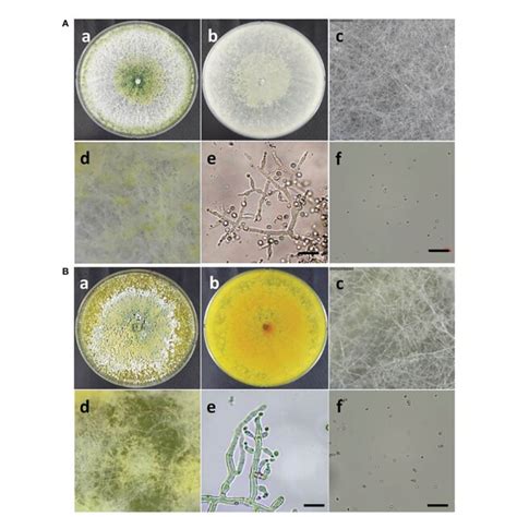 A Morphological Characteristics And Microscopic Observations Of Download Scientific Diagram