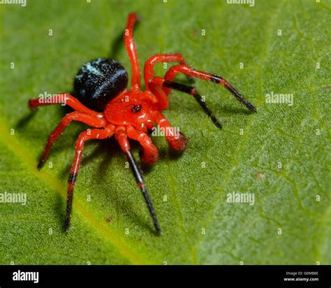 Ambicodamus Crinitus Hi Res Stock Photography And Images Alamy