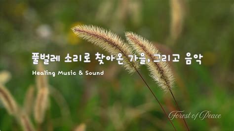 풀벌레 소리로 찾아온 가을 그리고 음악 3시간 연속듣기🎵 자연의 소리와 잔잔한 피아노 선율 평강의 숲에서 함께하는 힐링음악🎶 Youtube