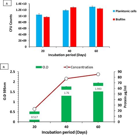 Viable Cell Counts Cfu Ml⁻¹ Of Bacterial Strain Isj128 Values