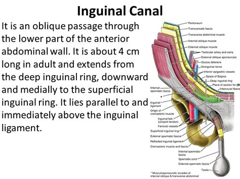 Superficial Inguinal Ring Surface Marking