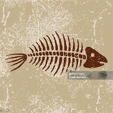 Fish Fossil Drawing