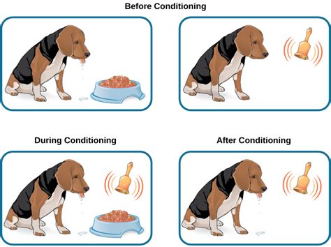 Classical Conditioning Introduction To Psychology
