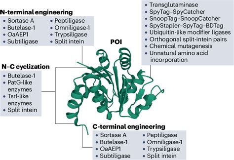 An Overview Of The Enzymatic Toolbox For Protein Ligation Mediated Download Scientific