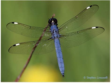 Bug Class Final Orders Flashcards Quizlet