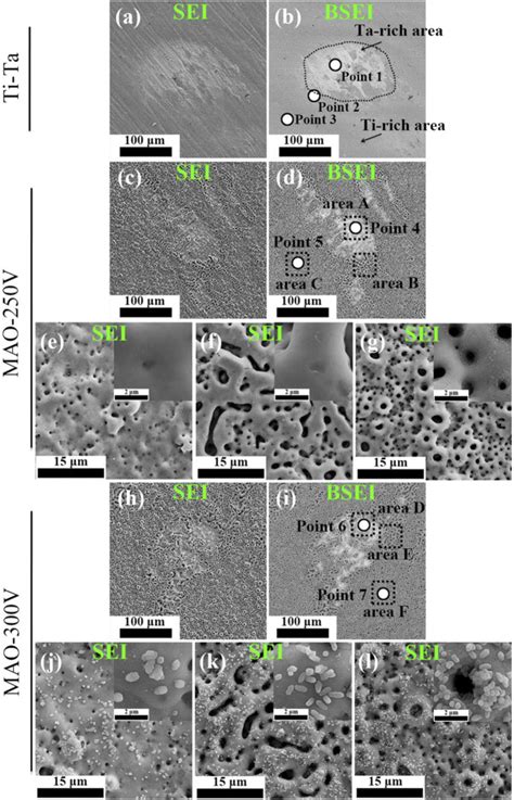 Preparation Modification And Clinical Application Of Porous Tantalum Scaffolds Pmc