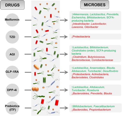 Bi Directional Drug Microbiome Interactions Of Anti Diabetics