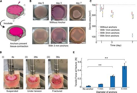 Perforation Type Anchors Inspired By Skin Ligament For Robotic Face