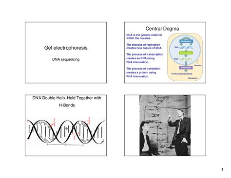 dna sequencing pdf lecture notes genetics docsity