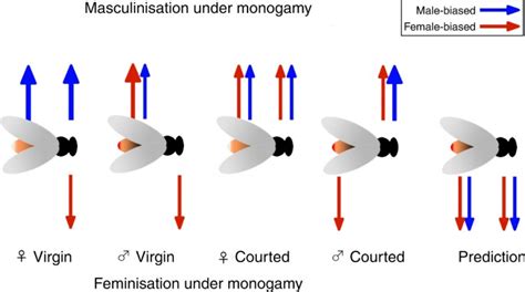 Mating System Manipulation And The Evolution Of Sex Biased Gene Expression In Drosophila