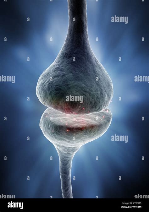 Axon Dendrite Synapse High Resolution Stock Photography And Images Alamy