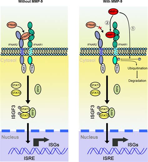 Mmp 9 Facilitates Hbv Replication By Repressing Ifn Jak Stat Signaling