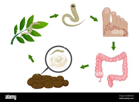 Hookworm Life Cycle