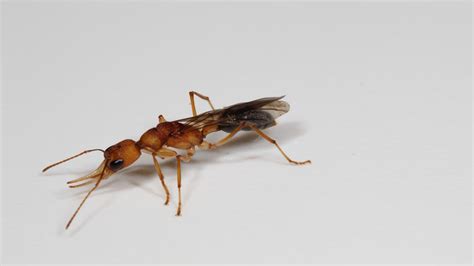 일개미보다 30배 오래 사는 여왕개미 장수 비밀 찾았다