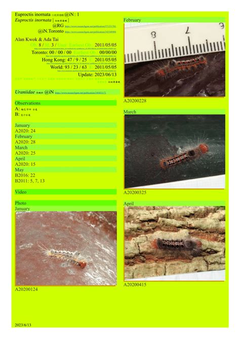 Pdf Euproctis Inornata 白斑黃毒蛾 In