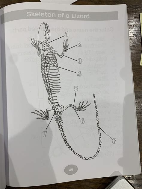 Diagram Of Skeleton Of A Lizard Quizlet