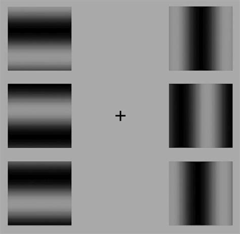 A Static Example Of The Stimulus Display Download Scientific Diagram