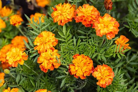 23 Natural Pest Fighting Plants To Tuck Into Your Garden This Spring