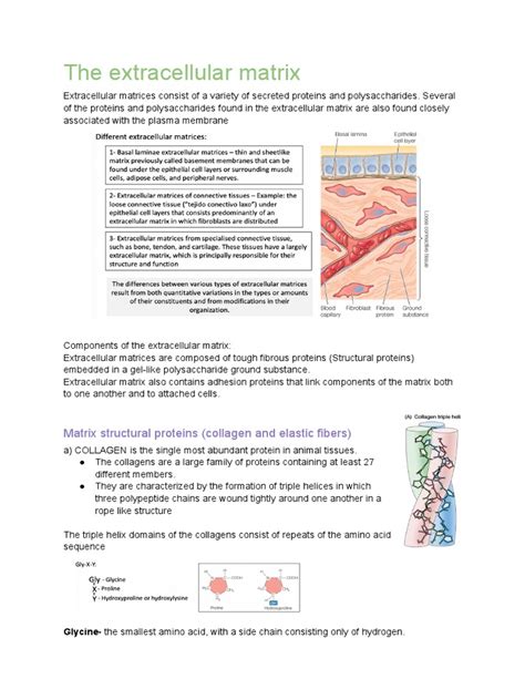 Extracellular Matrix Pdf Extracellular Matrix Collagen