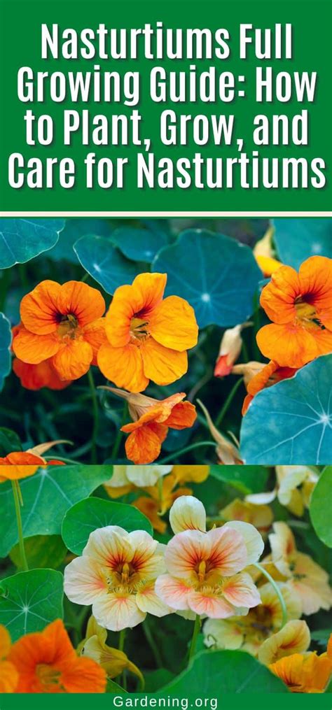 Nasturtiums Full Growing Guide Plant Grow And Care Gardening