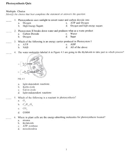 Photosynthesis Quiz