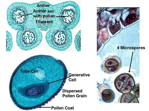 On The Function Of Flowers Ppt Download