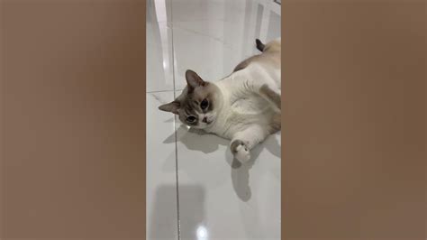 벌러덩 요다 귀여운고양이 요다🤎 Youtube