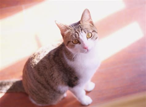阳光下的猫与花 皮蛋瘦肉周 w9j 富士（中国）极致影像 fujifilm