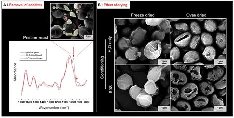 Molecules Free Full Text A Quantitative Re Assessment Of Microencapsulation In Pre Treated