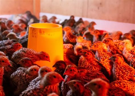 Quail Raising Equipment Everything You Need For Quail Birds