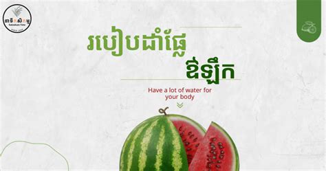 ផ្លែឪឡឹកដាំលឿន ប្រមូលផលលឿន តោះ មកចេះពីវិធីដាំឪឡឹកទាំងអស់គ្នា នាទីកសិកម្ម Kaksekam Time