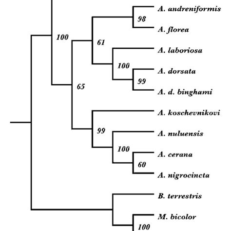 maximum parsimony tree derived from complete data set bootstrap values