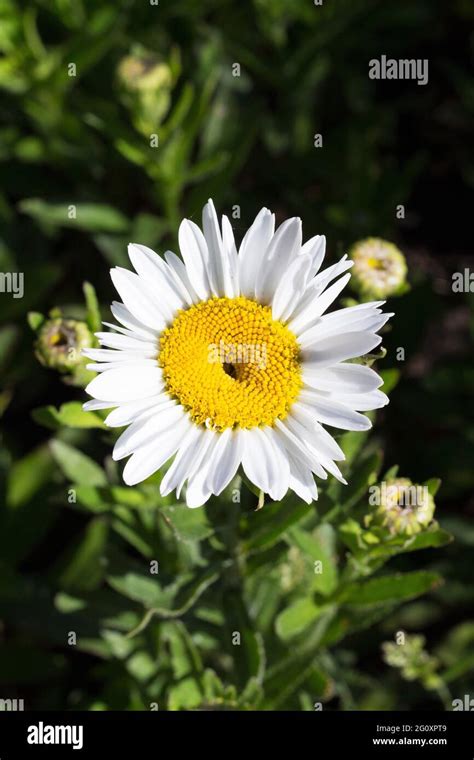 Shasta Daisy Silver Princess Stock Photo Alamy