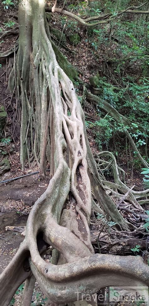 Secret Tree Root Bridge In Monteverde