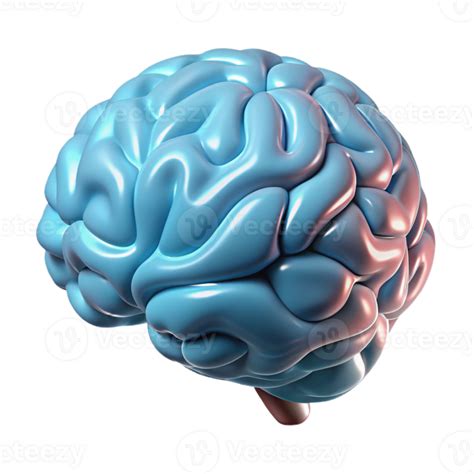 Serene Artistic A Brain Human Anatomy Authentic 59930808 Png