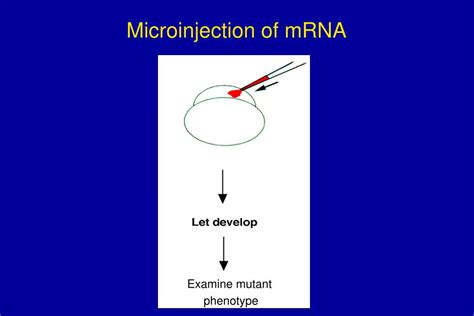Ppt Microinjection Of Mrna And Dna Powerpoint Presentation Free