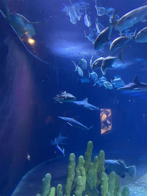 Underwaterdetectionorangewood Object Detection Dataset And Pre