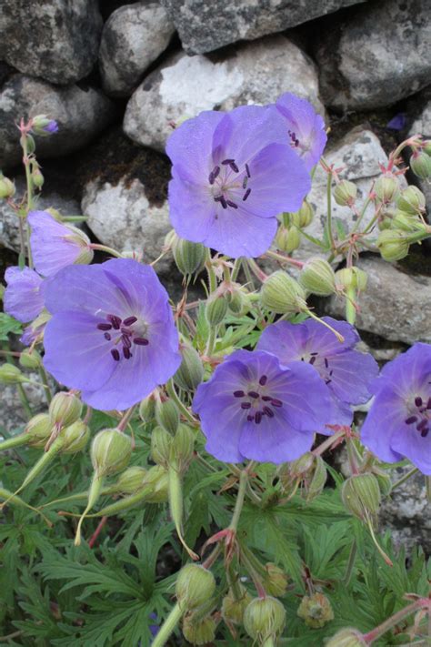 꽃 자연 파란색 Pixabay의 무료 사진 Pixabay