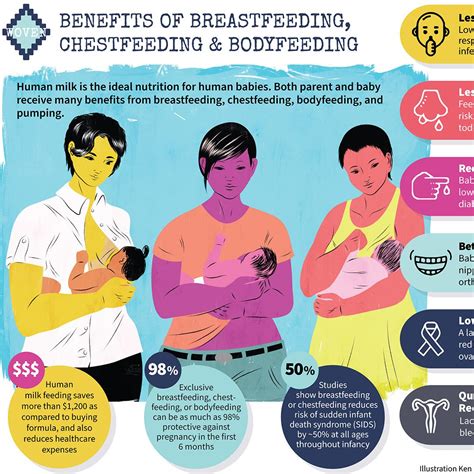 Chestfeeding Breastfeeding Facts Infographic Artofit