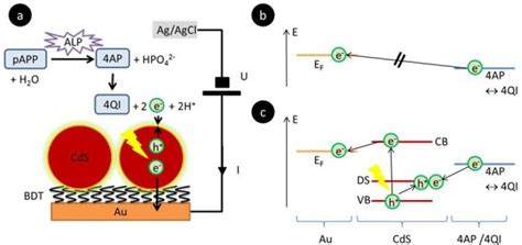 Detection Principle And Redox Schemes A Sketch Of The Detection Download Scientific Diagram