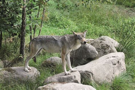 Sex Vargar Får Skjutas I Västra Götaland Lysekilsposten